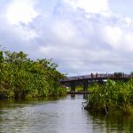 Moruca, a nature paradise - Guyana Chronicle