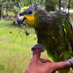 Moruca, a nature paradise - Guyana Chronicle