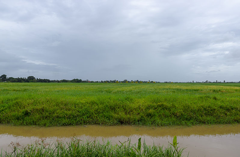 The serene Leguan Island - Guyana Chronicle