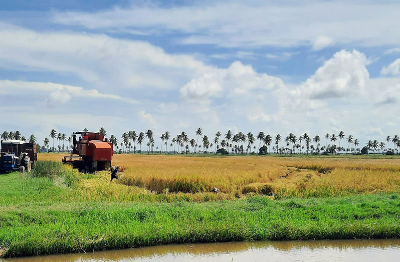 Rice farming much easier today - Guyana Chronicle
