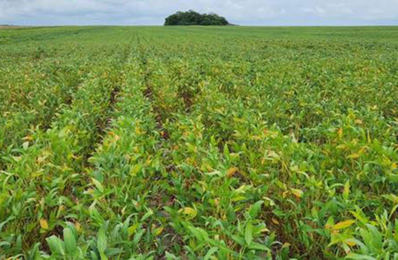 Thousands of acres of farmlands opened - Guyana Chronicle