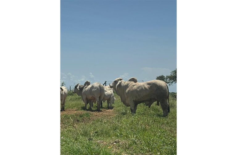 With rice fields as far as the eye can see and cows for days, one ...