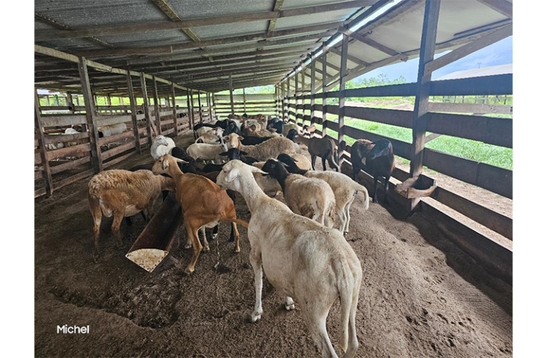 Dedicated sheep breeder living life in the ‘Garden of Eden’ - Guyana ...
