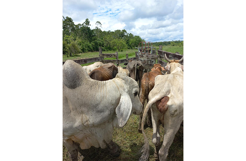For the Love of Agriculture: Returning to the Land, Sustaining a Legacy ...