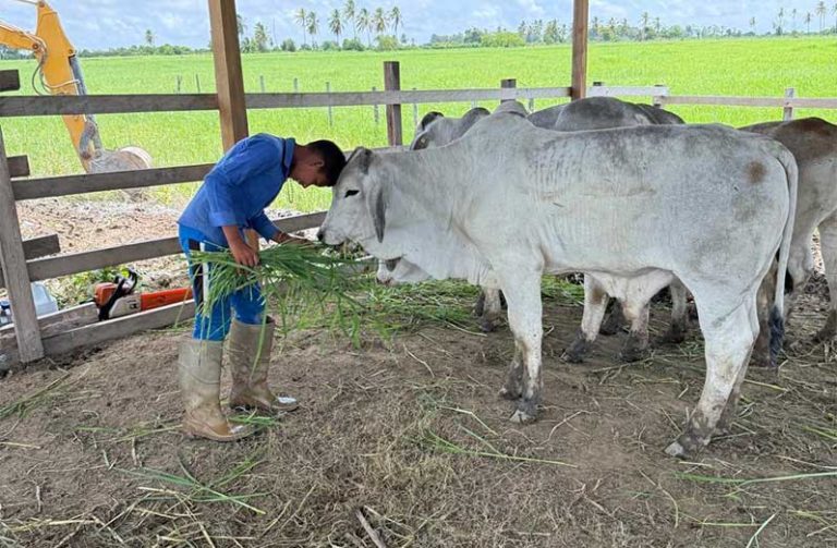 From rice fields to cattle pastures: Seenarine Nandram’s vision for ...
