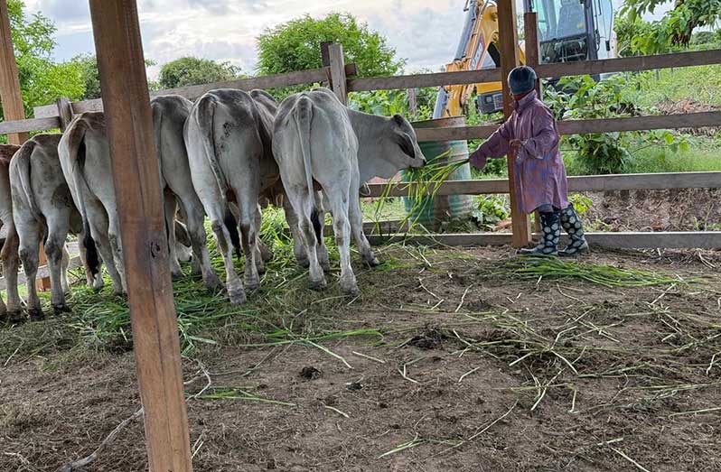 From rice fields to cattle pastures: Seenarine Nandram’s vision for ...