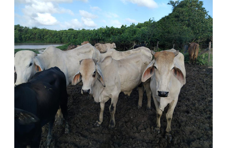 Tradition Meets Science: A Region Five cattle farmer’s journey towards ...