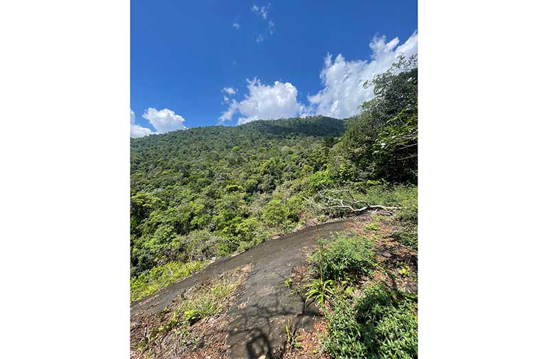 Quarrie Tourism Committee launches eight-hour nature tour - Guyana ...