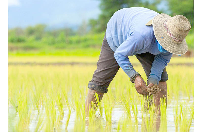 Rice farmers impacted by heavy rains to access insurance - Guyana Chronicle