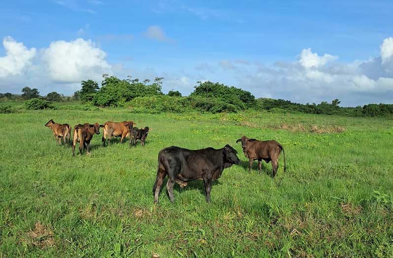 Re migrant couple cultivates hope in Guyana’s livestock landscape ...