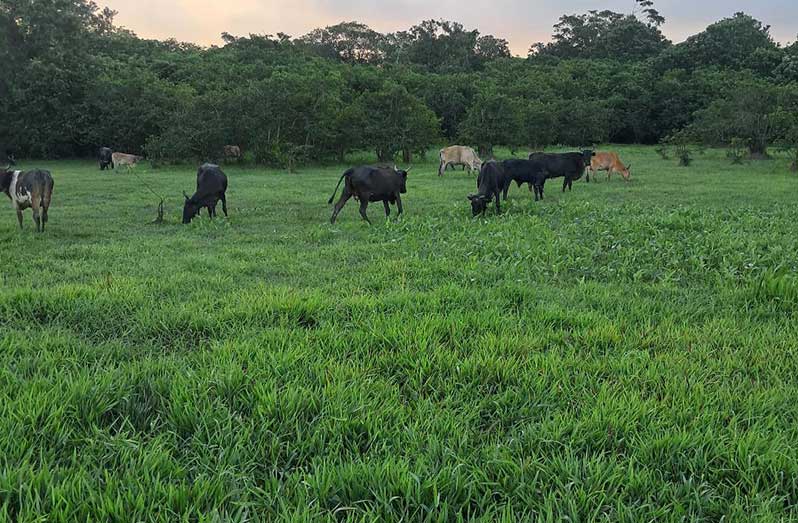 Re migrant couple cultivates hope in Guyana’s livestock landscape ...