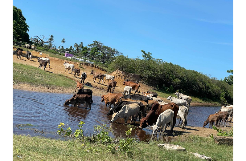 22-year-old cattle farmer steadily expanding herd with confidence ...