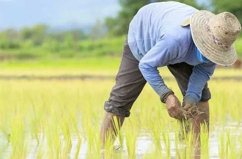 Verification for rice farmers grant ongoing – Mustapha - Guyana Chronicle