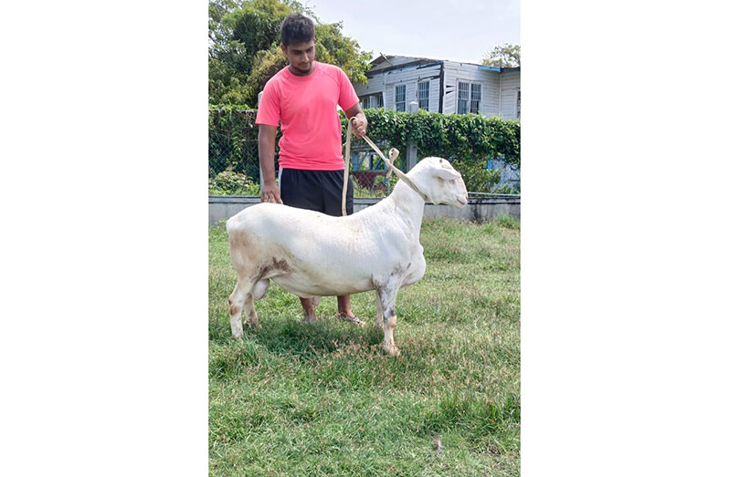 From horse racing to high-quality small ruminant breeding - Guyana ...