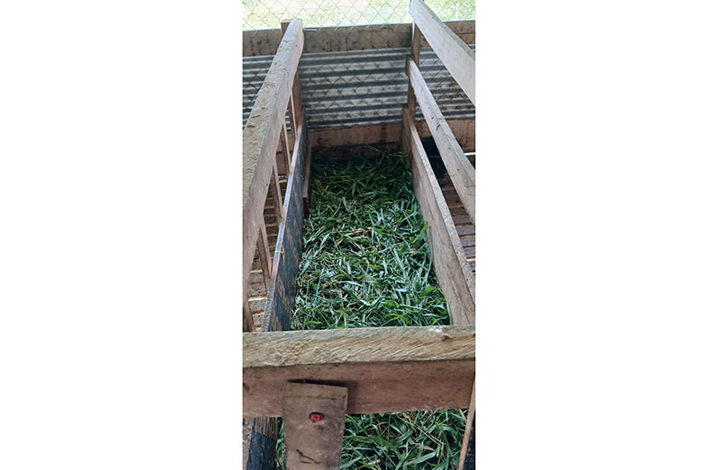 From horse racing to high-quality small ruminant breeding - Guyana ...