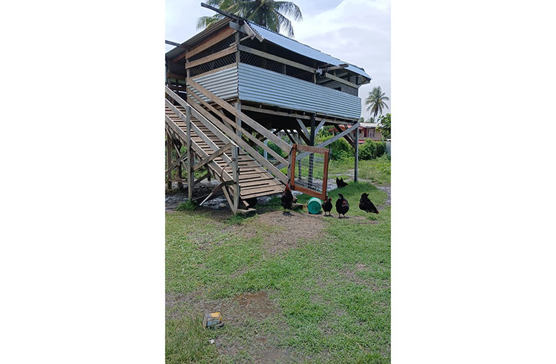 From horse racing to high-quality small ruminant breeding - Guyana ...