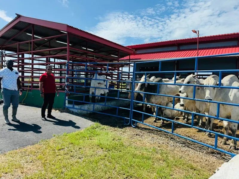 Production records show Onverwagt abattoir is delivering results – GLDA ...