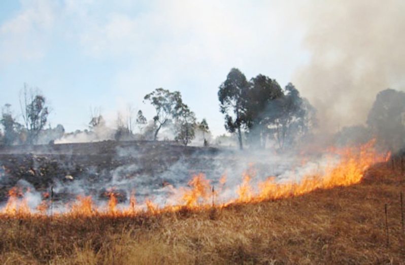 CDC spearheads multi-agency response to wild fires - Guyana Chronicle