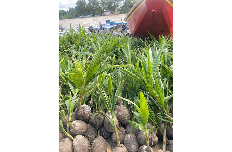 3000 high-yield coconuts gifted to 120 Pomeroon farmers - Guyana Chronicle