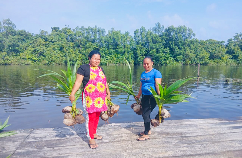 Upper Pomeroon coconut farmers see growing returns from planting ...